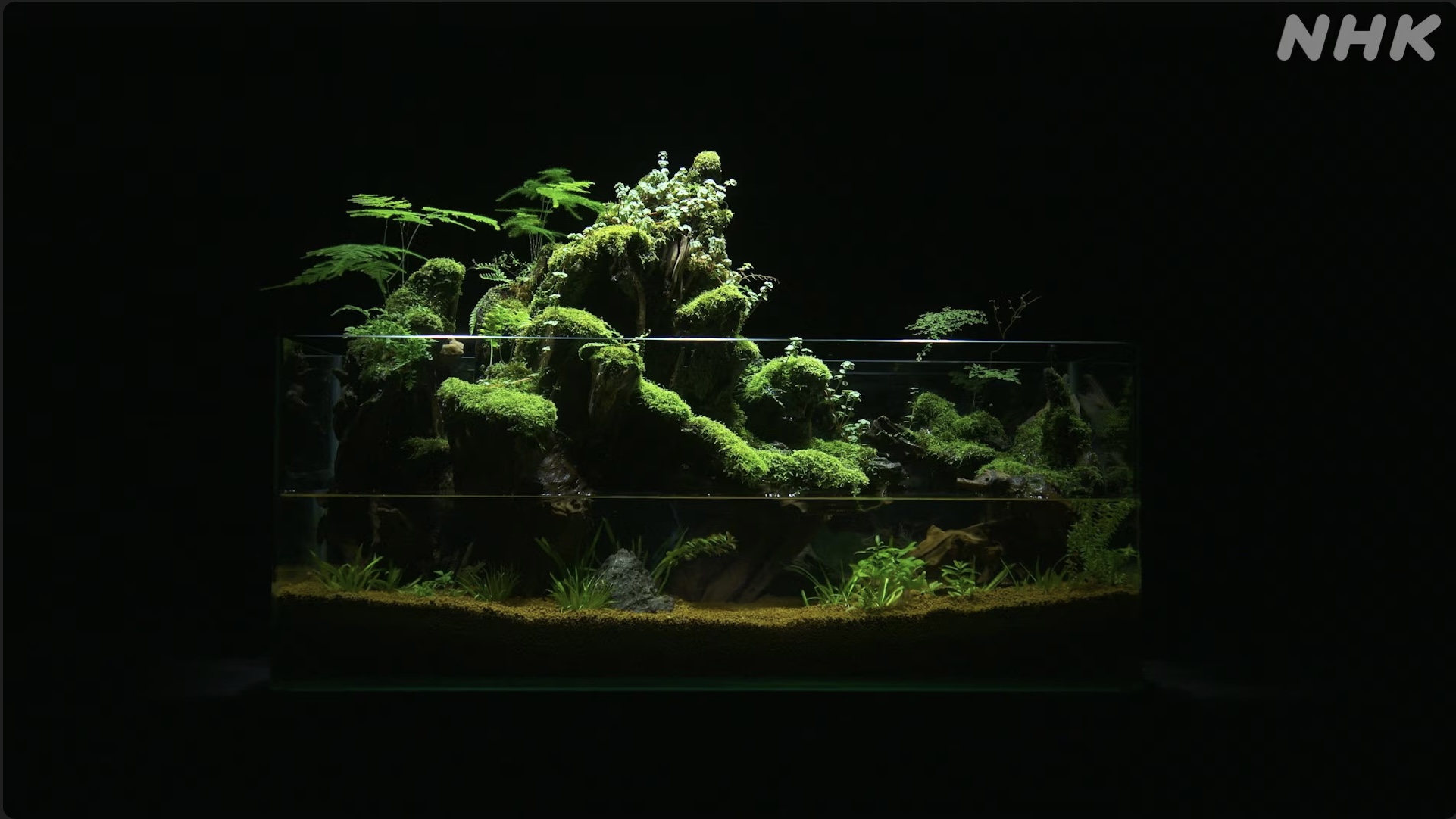 NHK BSプレミアム・BS4K『美の壺』再放送のお知らせ | Tokyo Aquascape｜深田崇敬 水景アーティスト・水景デザイナー